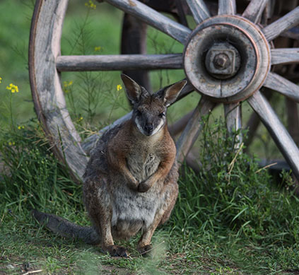 Plan Your Visit | Kangaroo Creek Farm